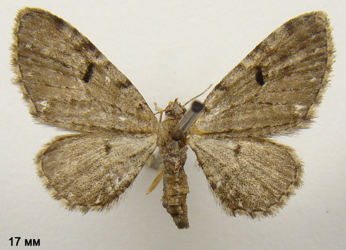 Eupithecia assimilata